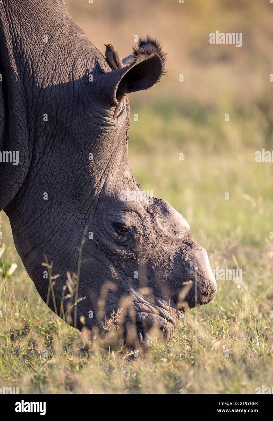 Portrait of a white rhinoceros cow which has had it's horn removed ...