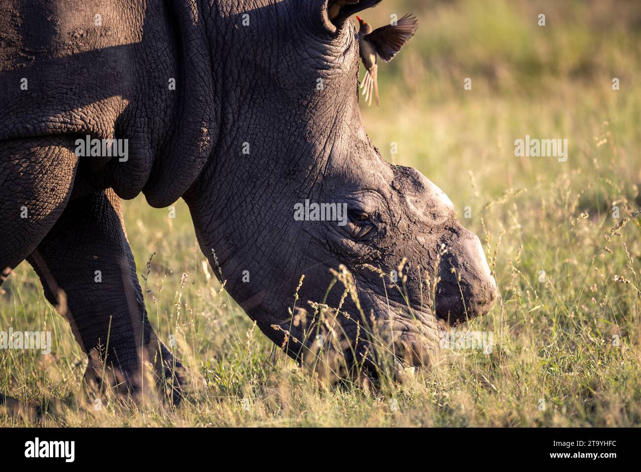 Portrait of a white rhinoceros cow which has had it's horn removed ...