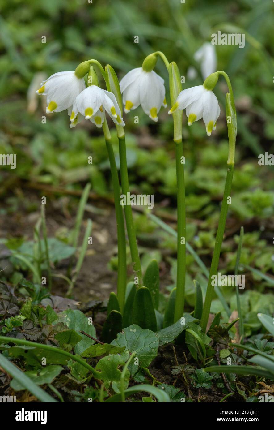 Spring Snowflake, Leucojum vernum in flower in woodland, Italy Stock ...