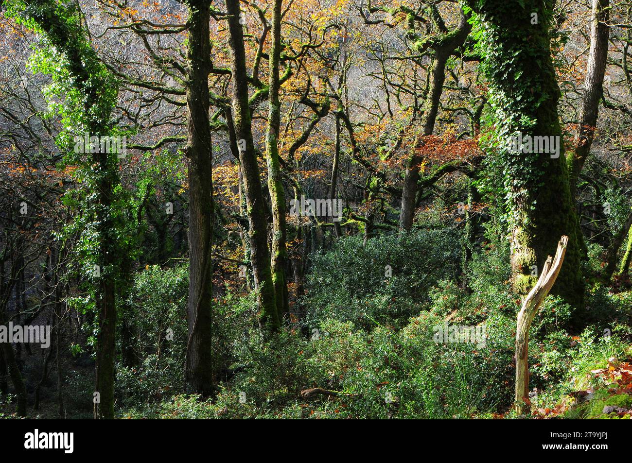 Horner wood hi-res stock photography and images - Alamy
