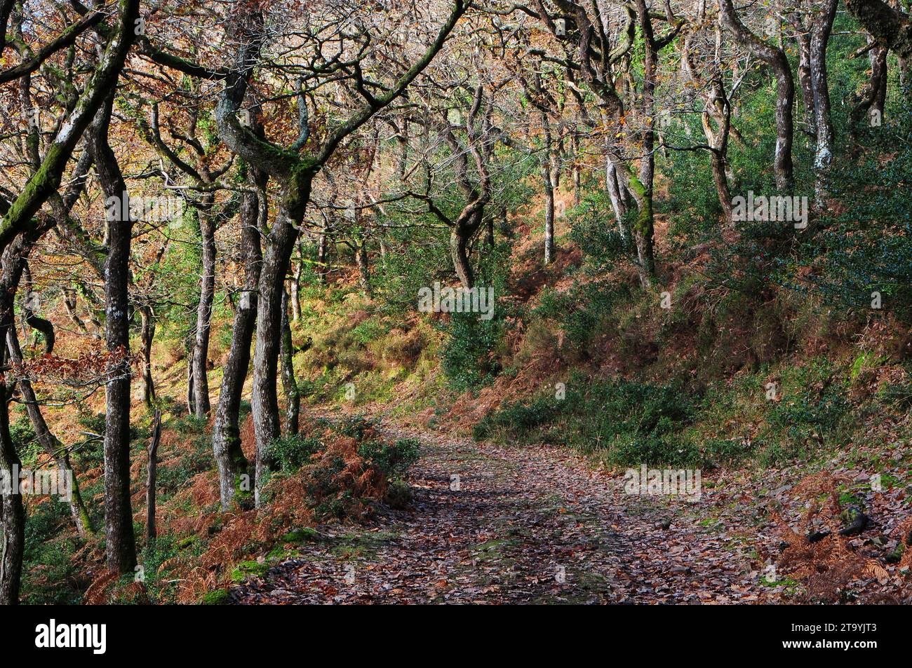 Exmoor national park wild hi-res stock photography and images - Alamy