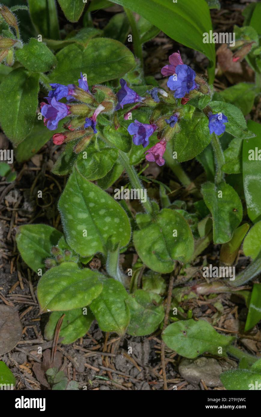 Common lungwort, Pulmonaria officinalis, in flower in spring Stock ...