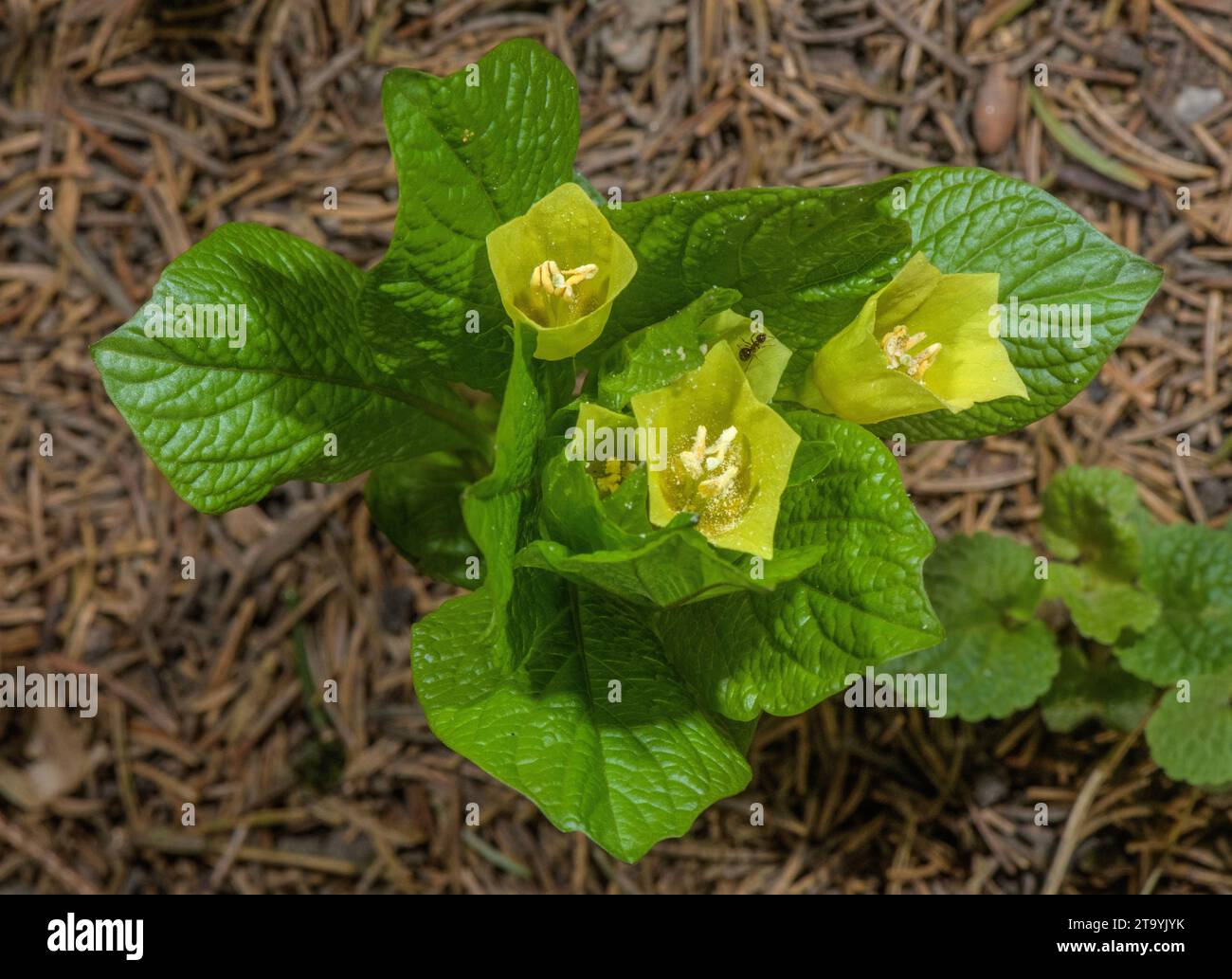 Yellow form of European scopolia, Scopolia carniolica forma hladnikiana ...