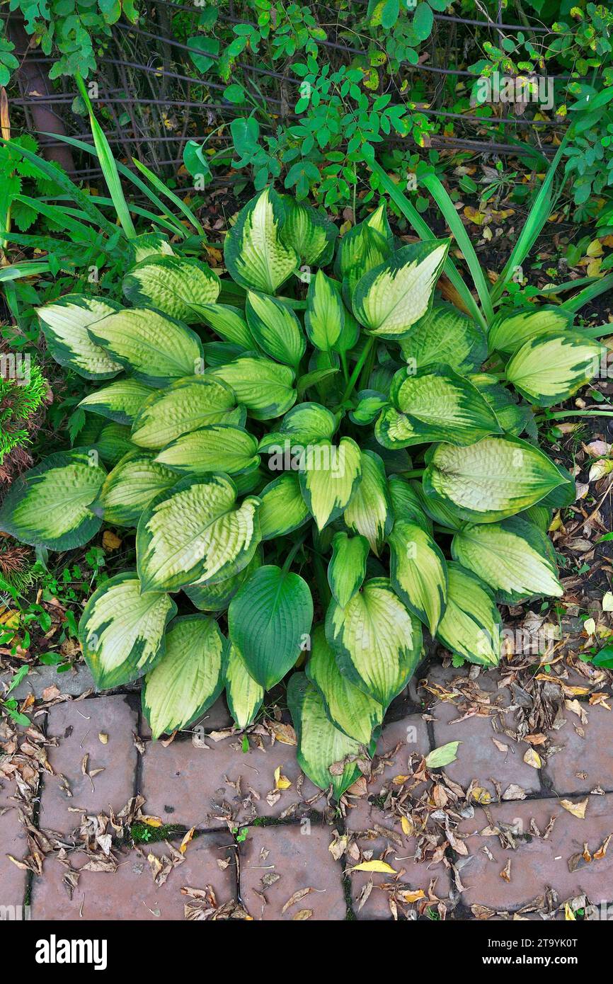 Bush of hosta variety Georgia Sweethearts with white leaves with green ...