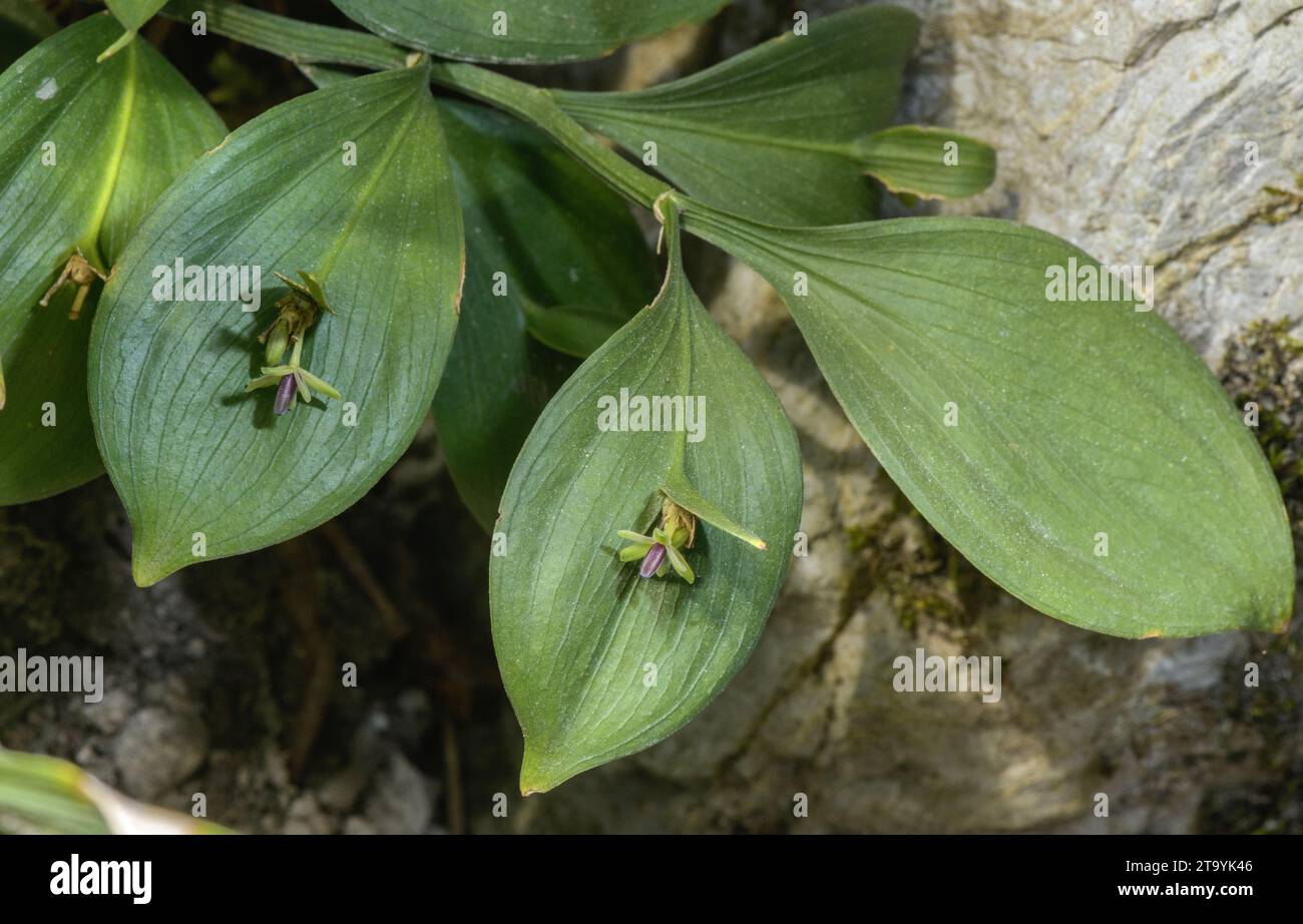 Spineless butcher's-broom, Ruscus hypoglossum, in flower, with flowers ...