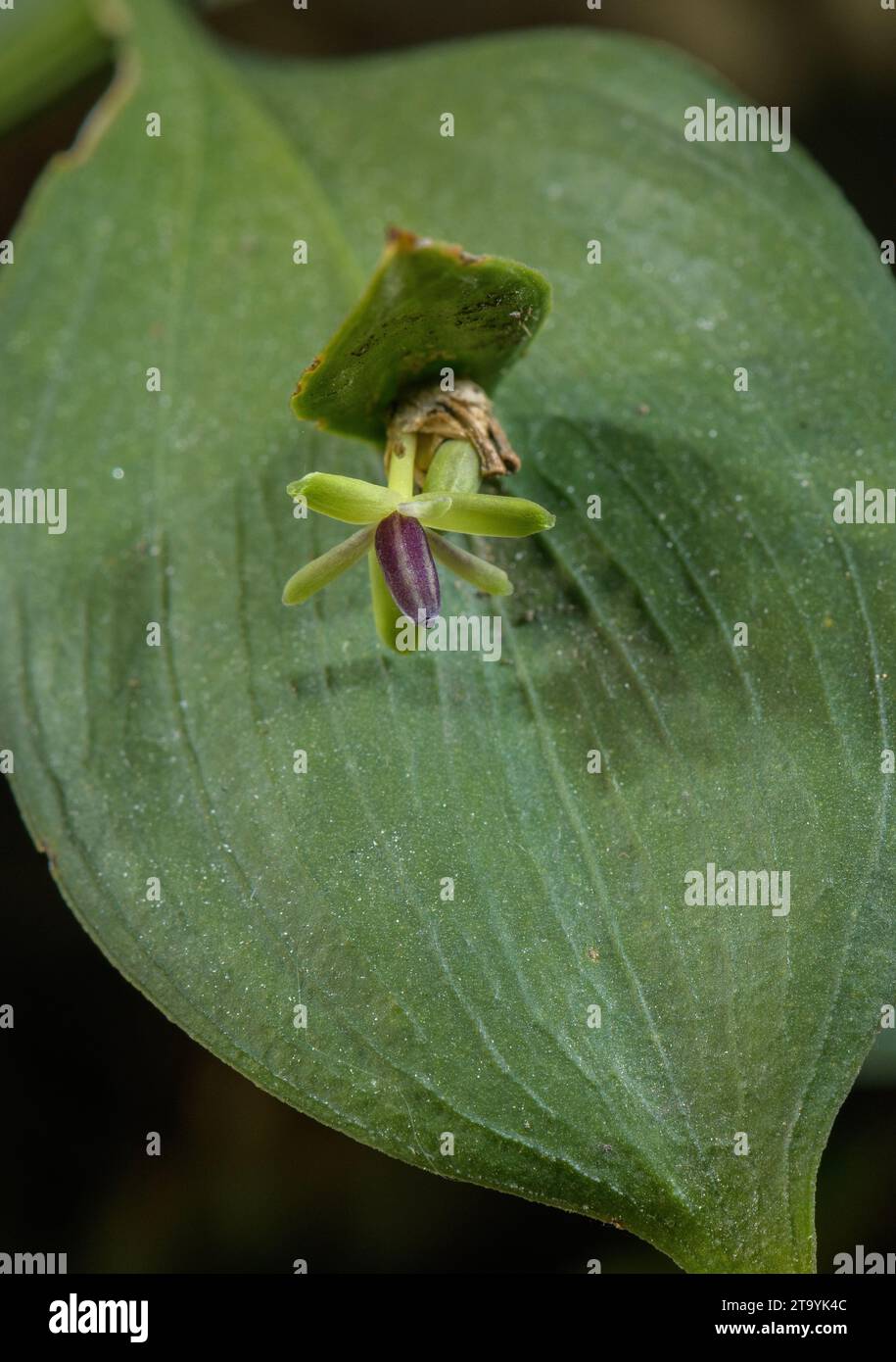 Spineless butcher's-broom, Ruscus hypoglossum, in flower, with flowers ...