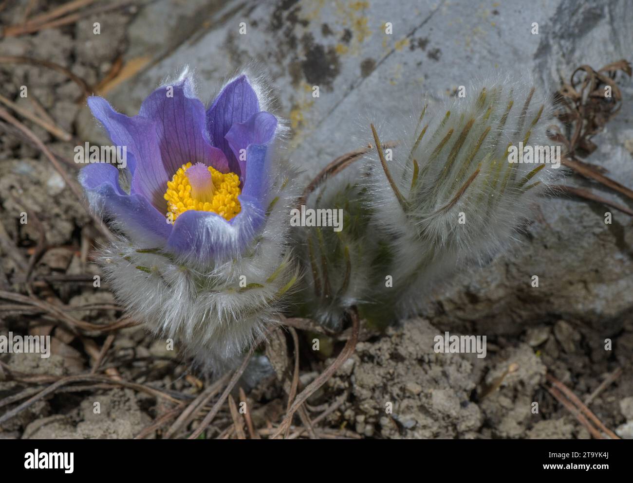 Greater pasque flower, Pulsatilla grandis, in flower in spring in ...