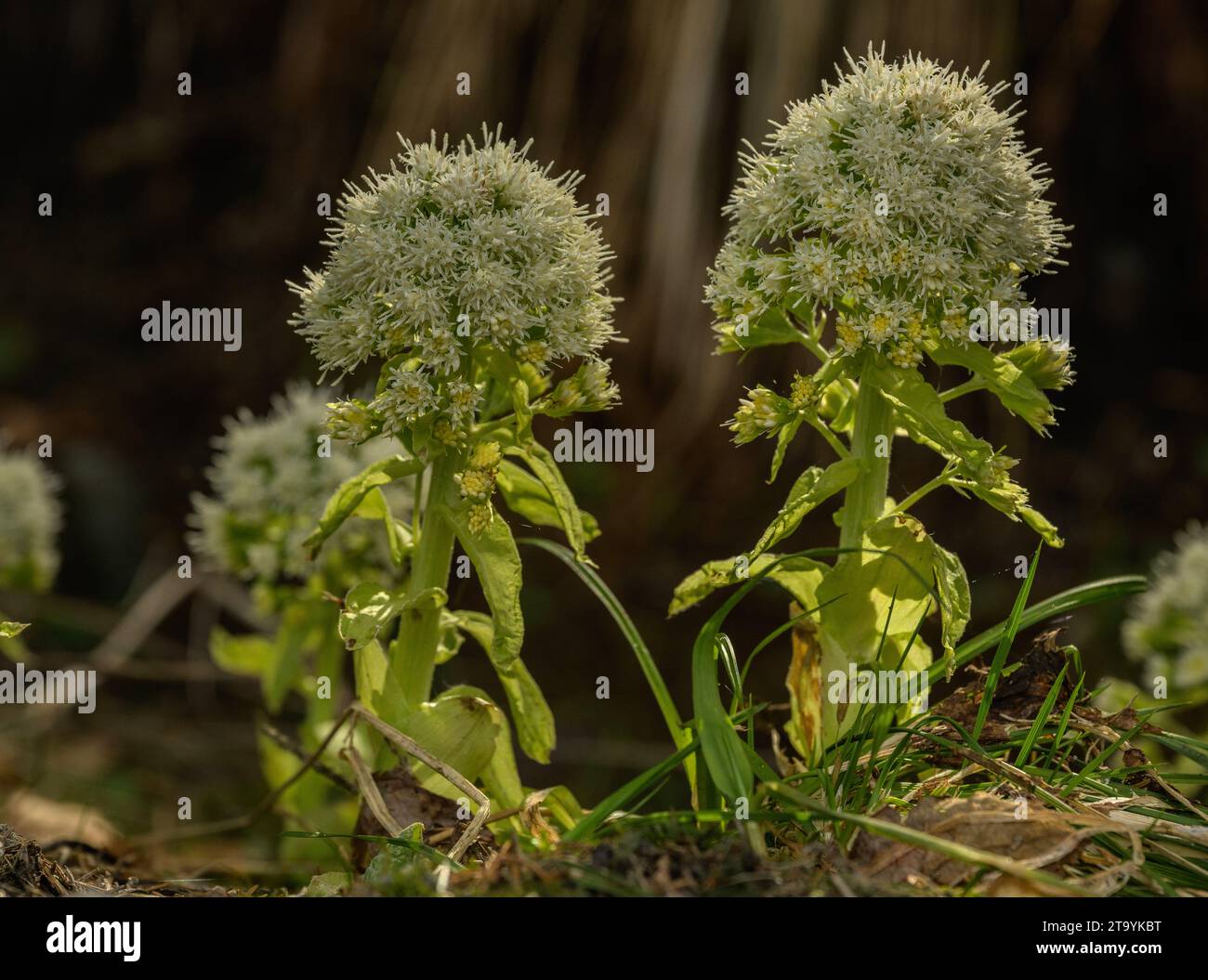 White butterbur, Petasites albus in flower in early spring, Julian Alps ...