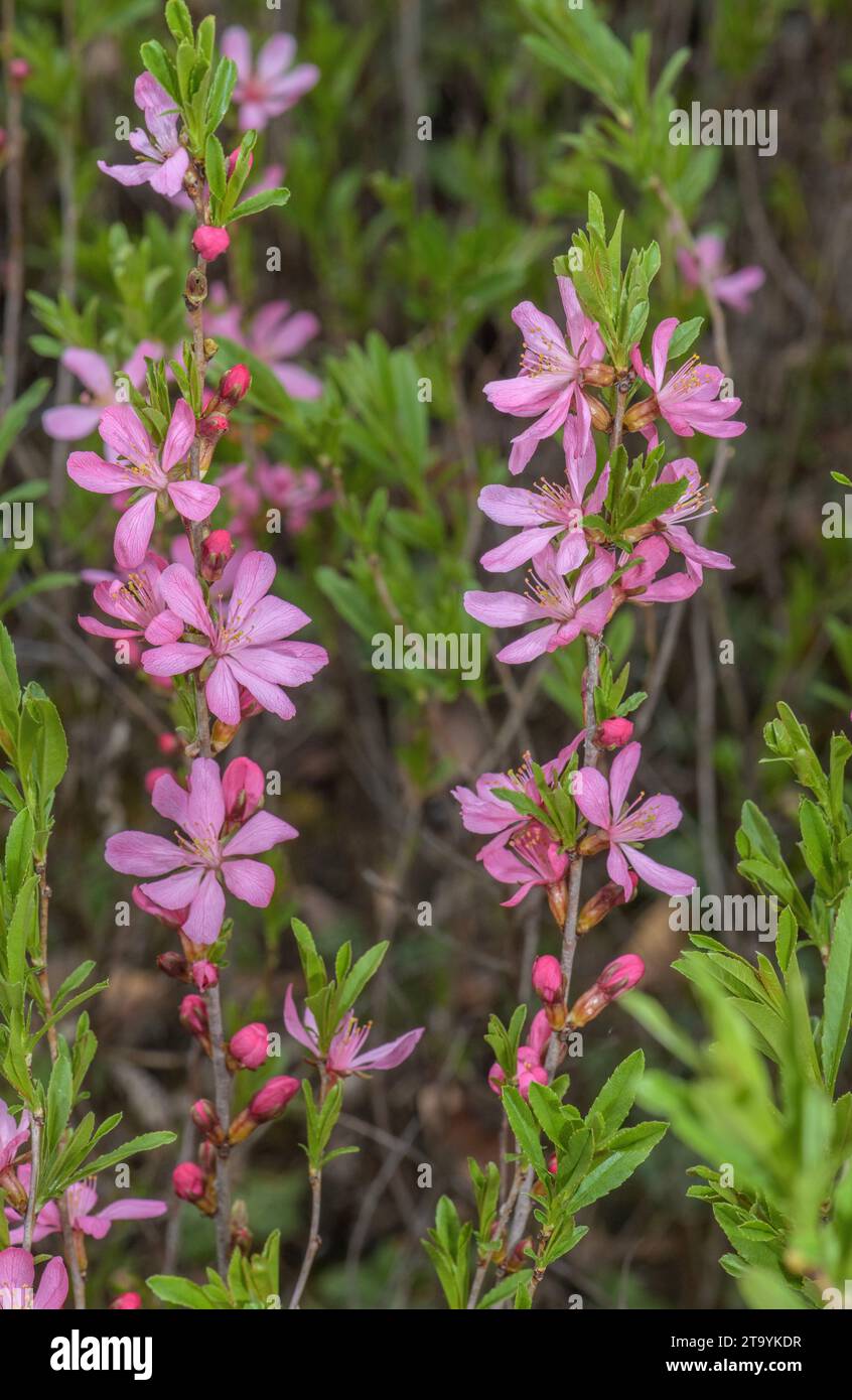 Dwarf Russian almond, Prunus tenella, in flower in steppe grassland ...