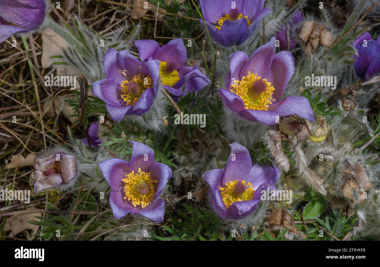 Greater pasque flower, Pulsatilla grandis, in flower in spring in ...