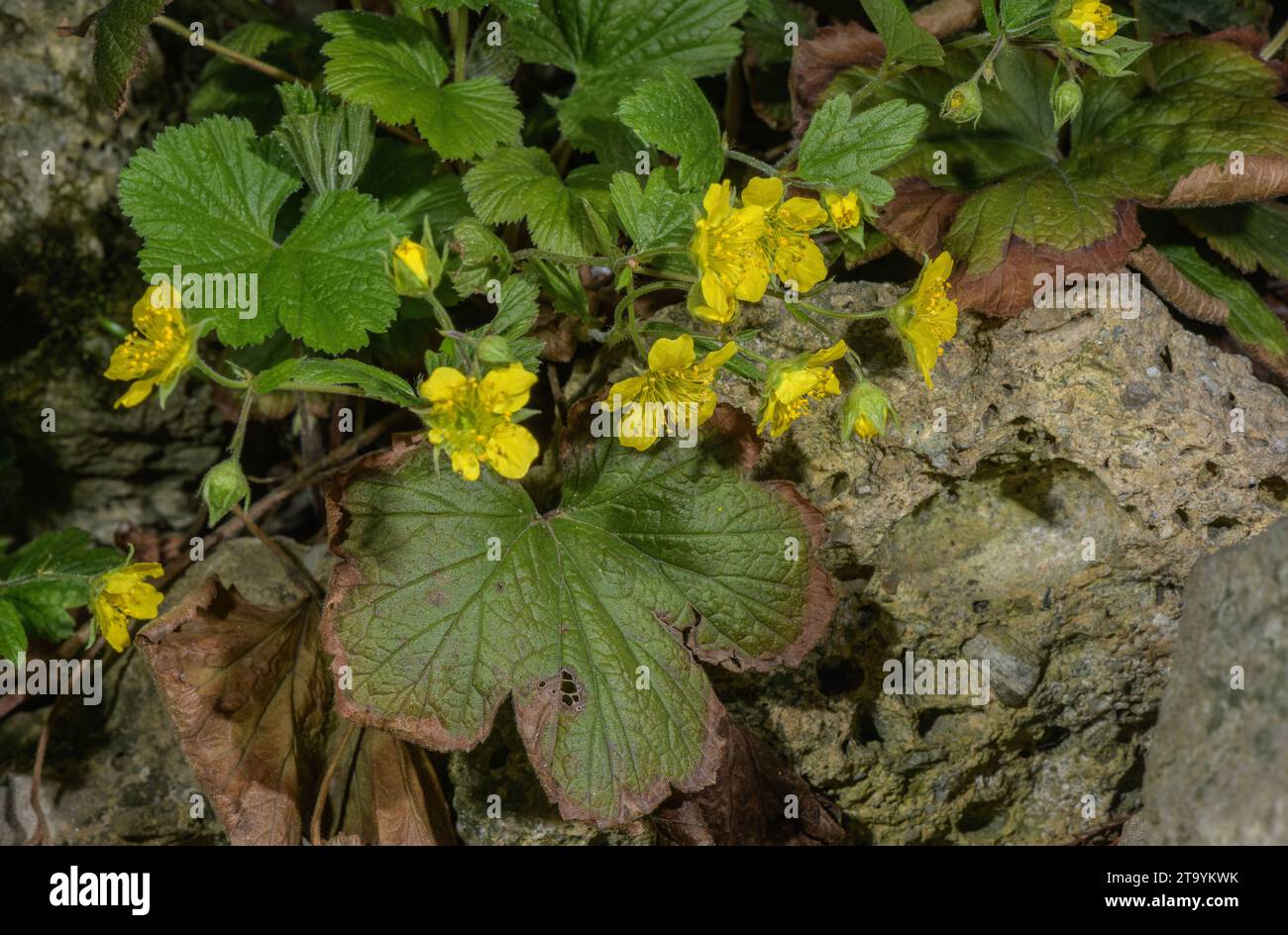 Siberian Waldsteinia, Waldsteinia ternata in flower in spring Stock ...