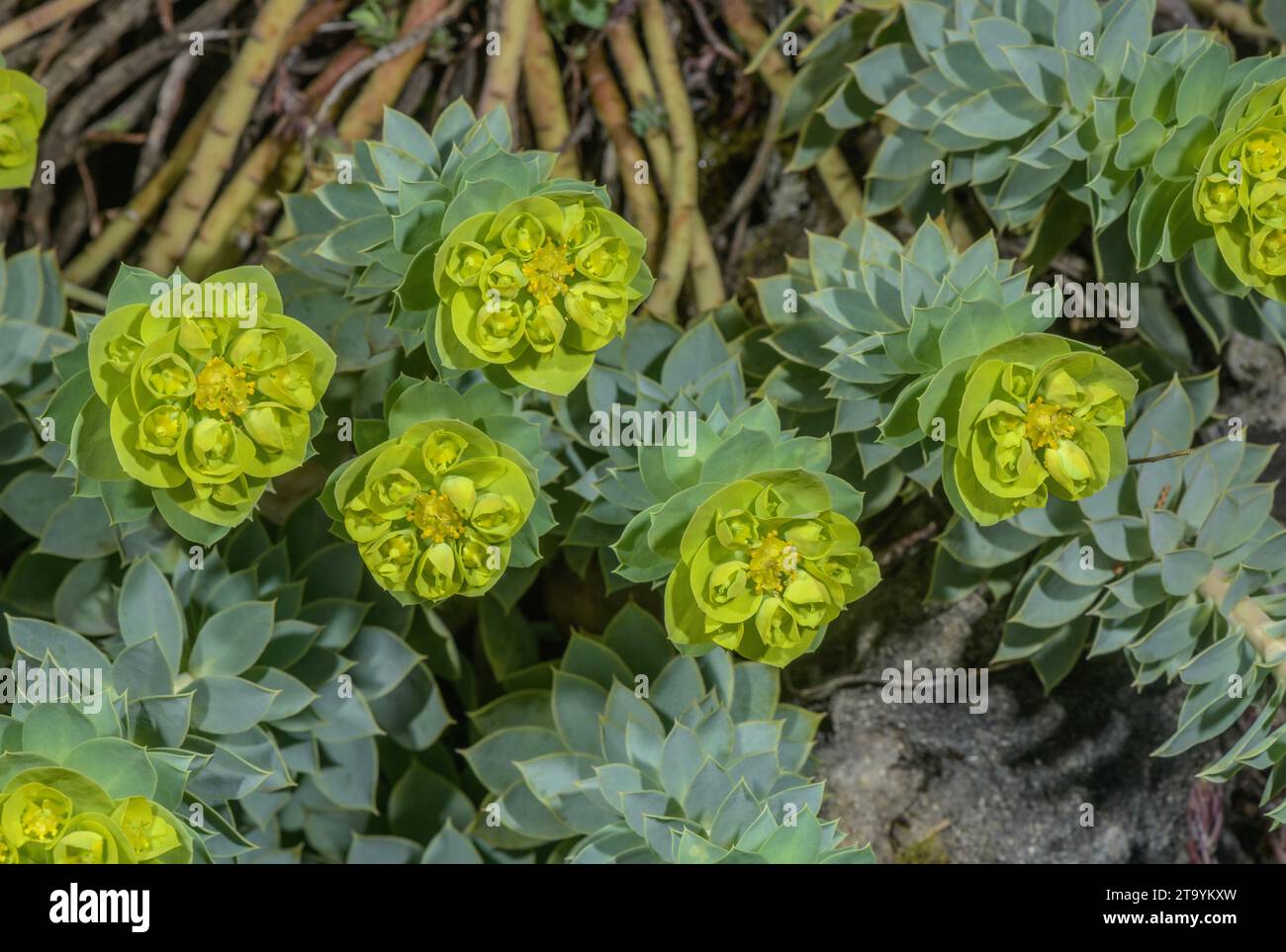 Blue spurge, Euphorbia myrsinites, in flower in spring Stock Photo - Alamy