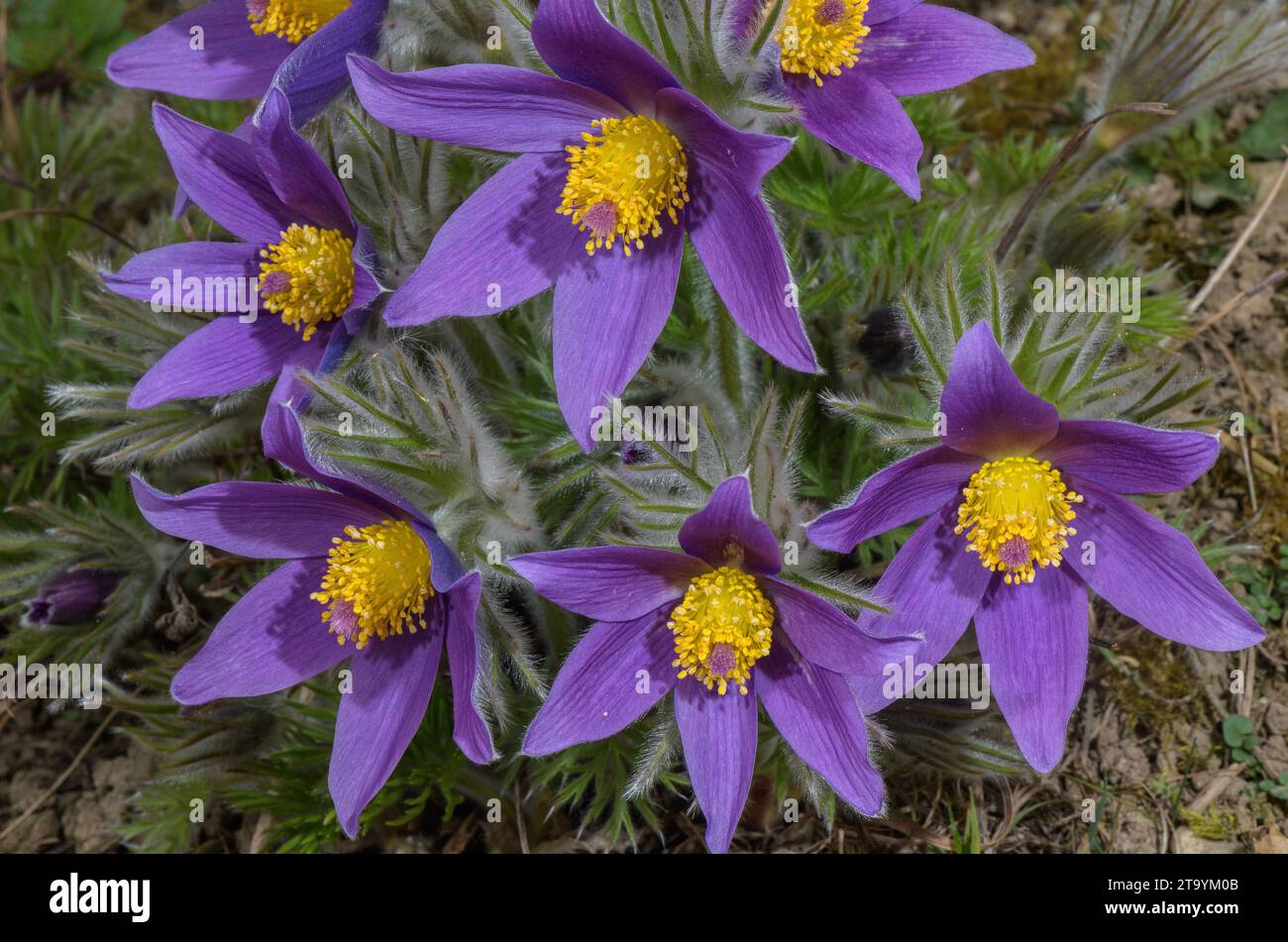 Pulsatilla halleri ssp styriaca hi-res stock photography and images - Alamy