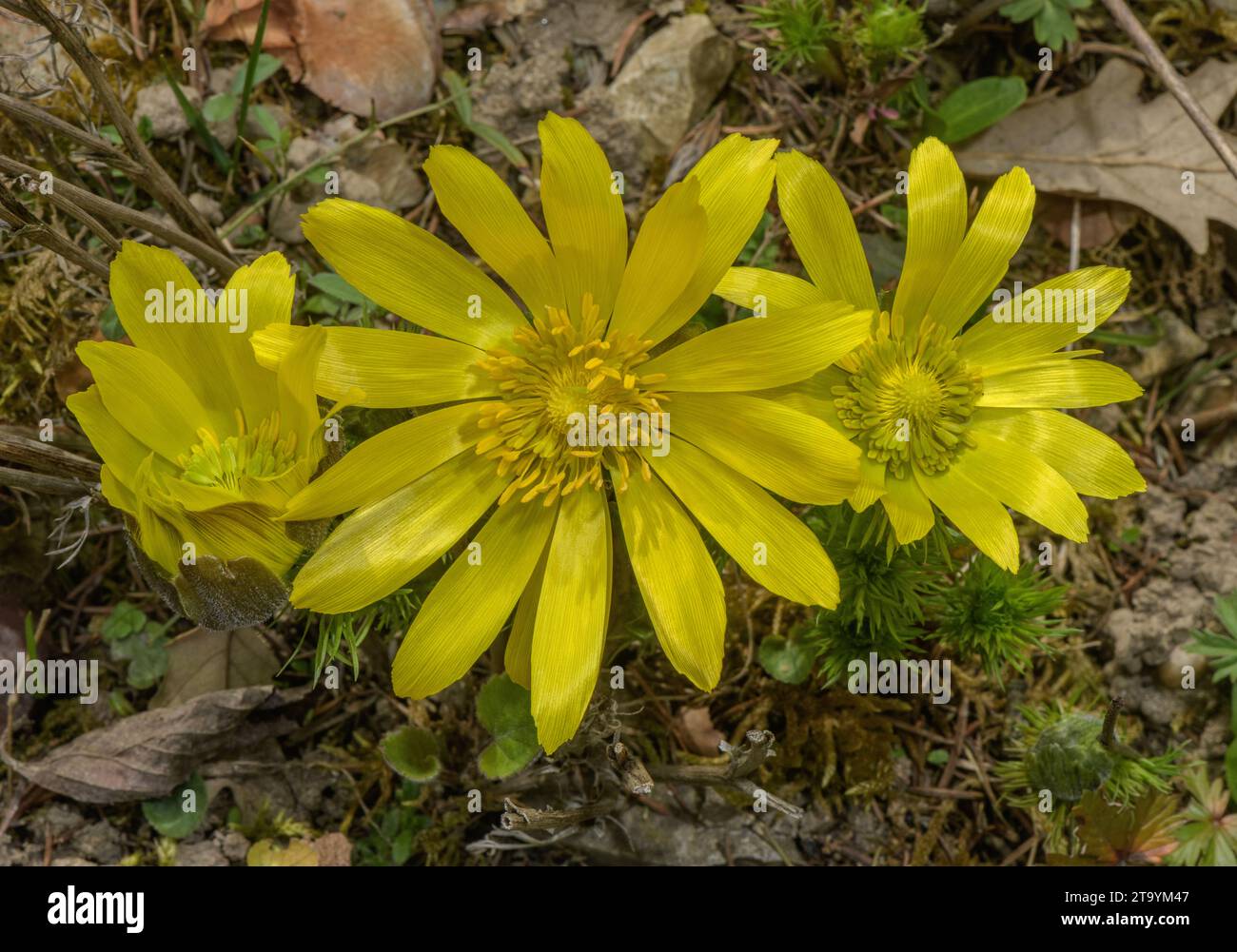 Yellow pheasant's eye, Adonis vernalis, in flower on steppe grassland ...
