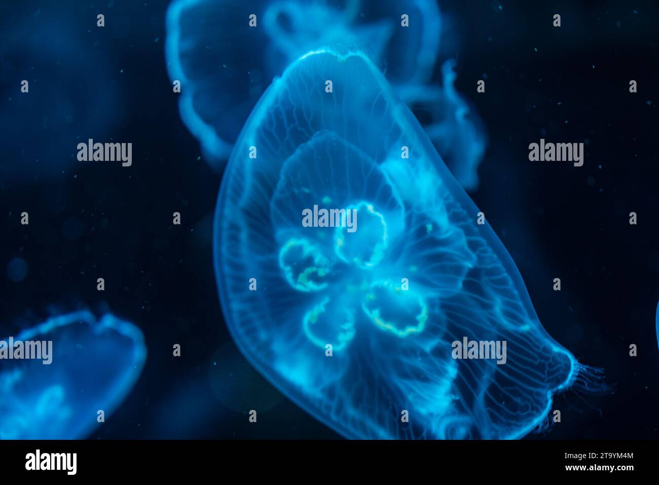 Jellyfish and sea jellies are the common names given to the medusa ...