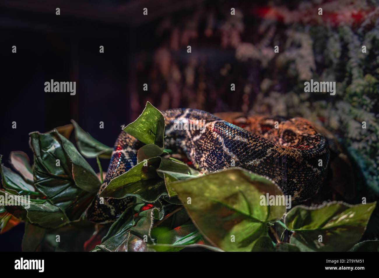Reptile Photography - shooting portraits of snakes specifically pythons ...