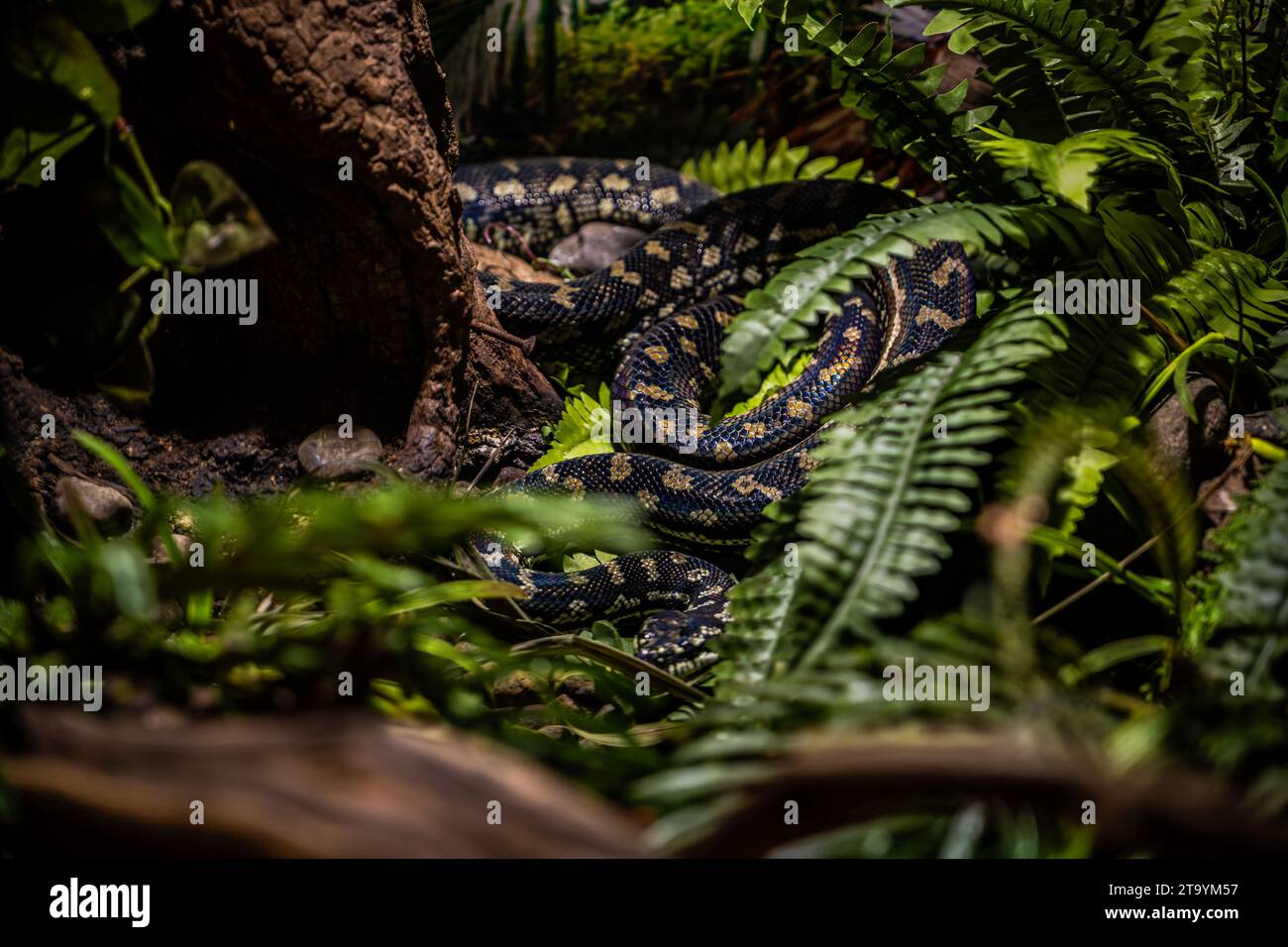 Reptile Photography - shooting portraits of snakes specifically pythons ...