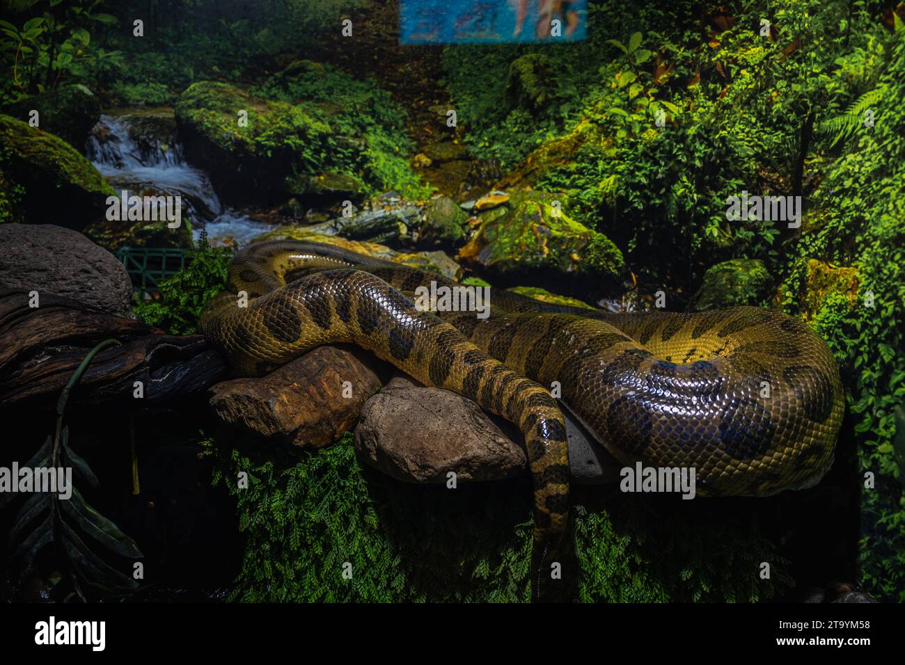 Reptile Photography - shooting portraits of snakes specifically pythons ...