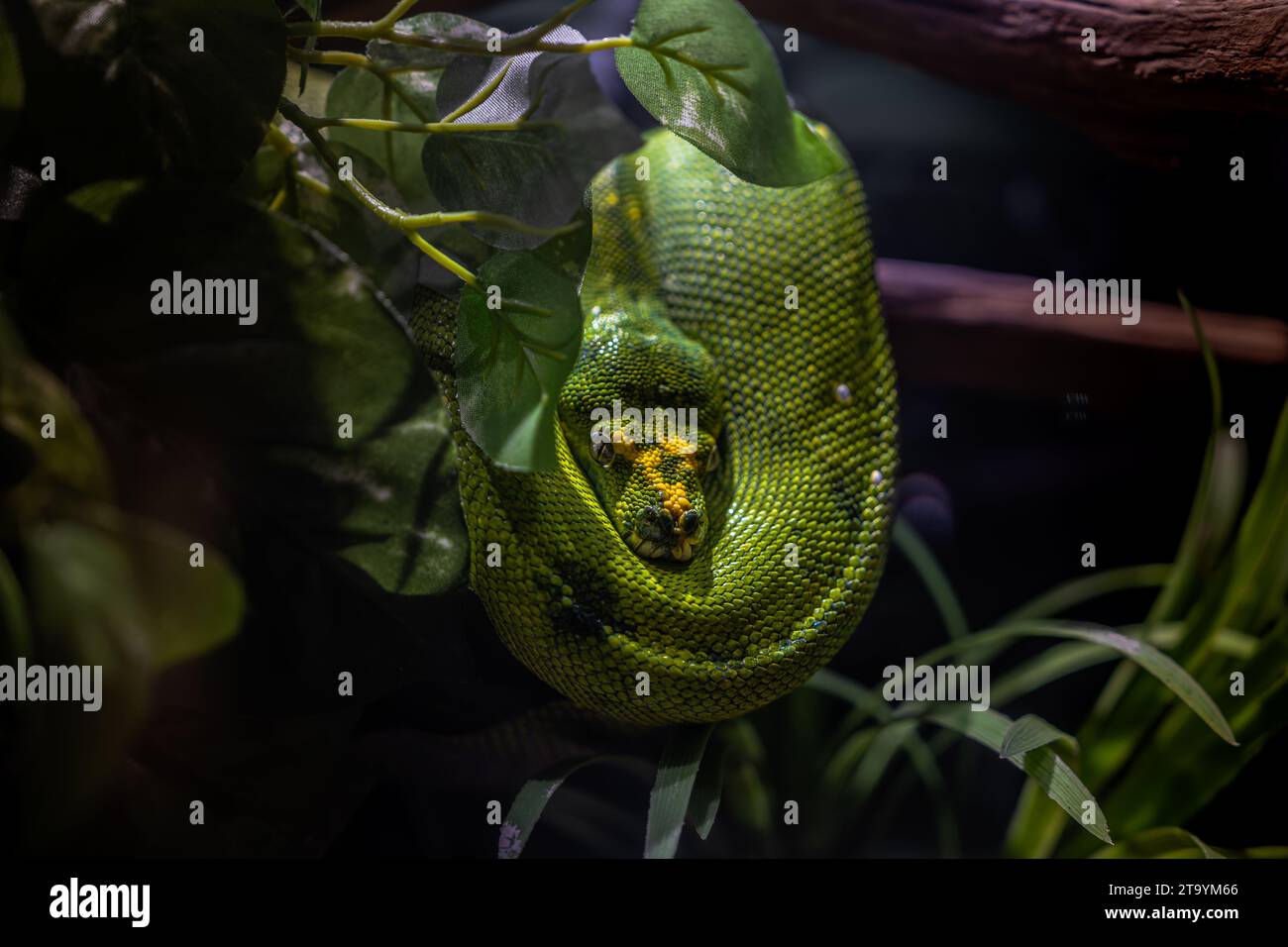 Reptile Photography - shooting portraits of snakes specifically pythons ...