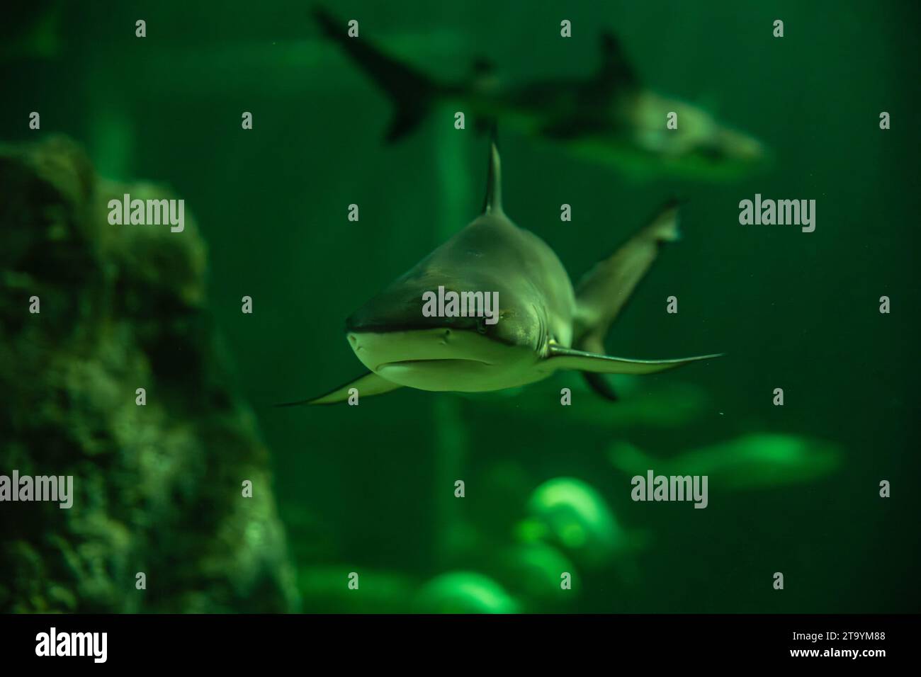 The tiger shark is a species of ground shark, and the only extant ...