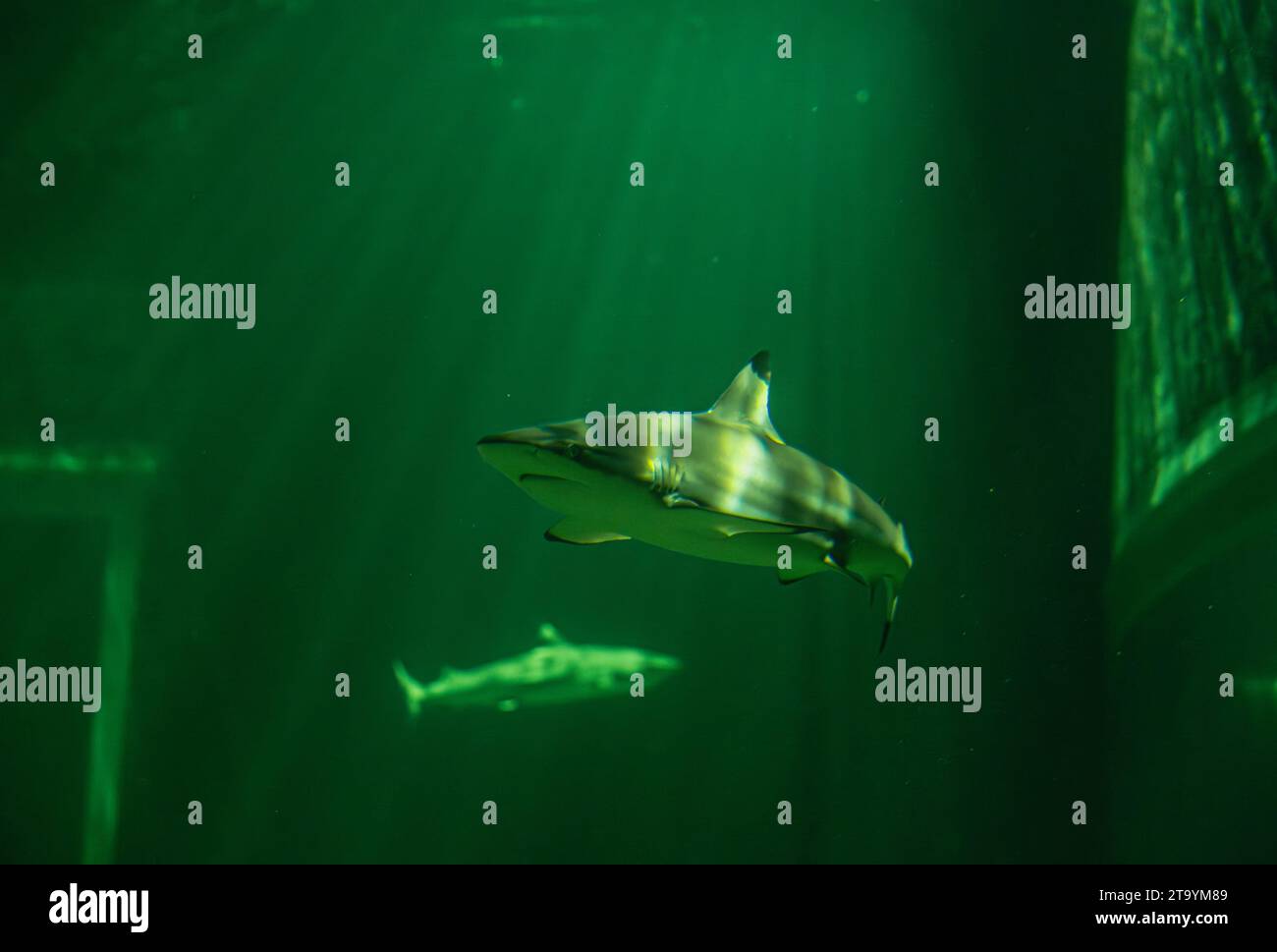 The tiger shark is a species of ground shark, and the only extant ...