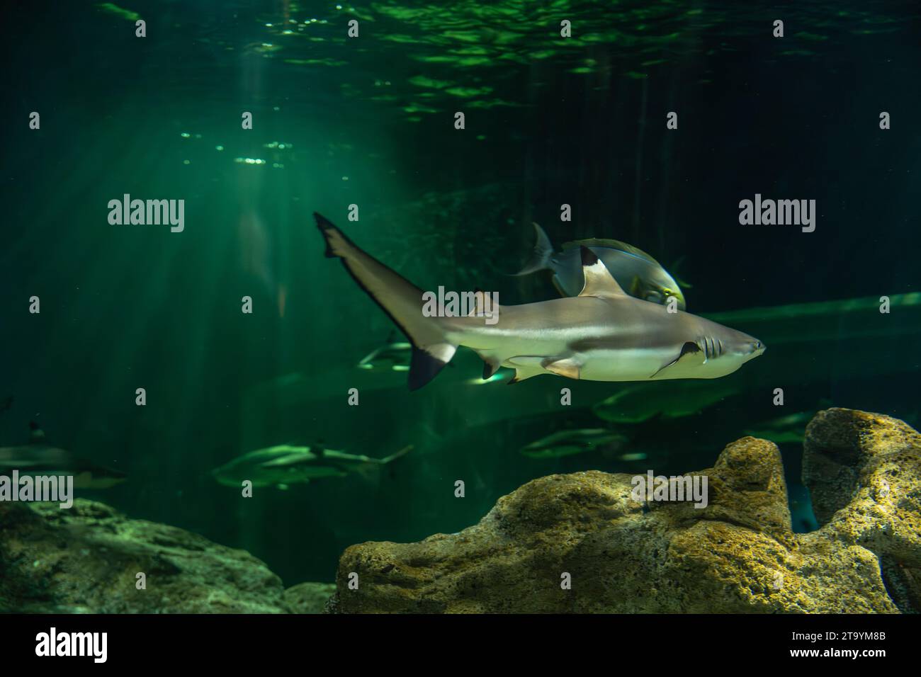 The tiger shark is a species of ground shark, and the only extant ...