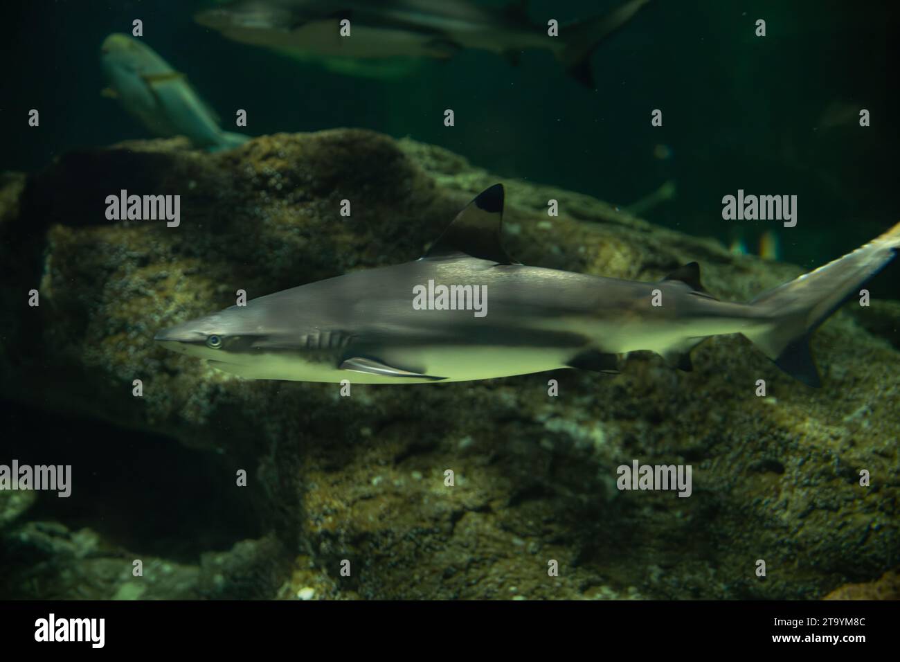 The tiger shark is a species of ground shark, and the only extant ...