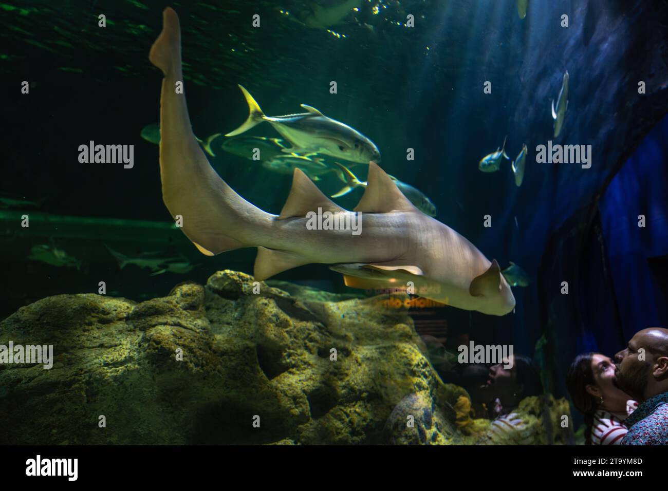 The tiger shark is a species of ground shark, and the only extant ...
