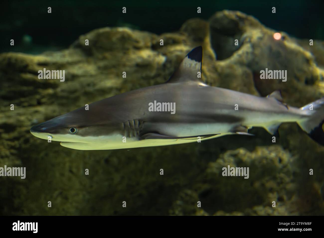 The tiger shark is a species of ground shark, and the only extant ...