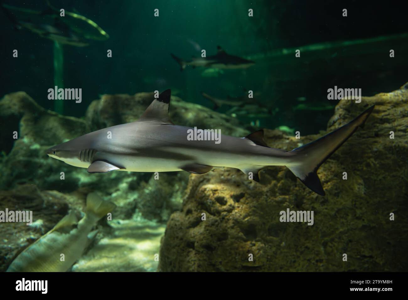 The tiger shark is a species of ground shark, and the only extant ...