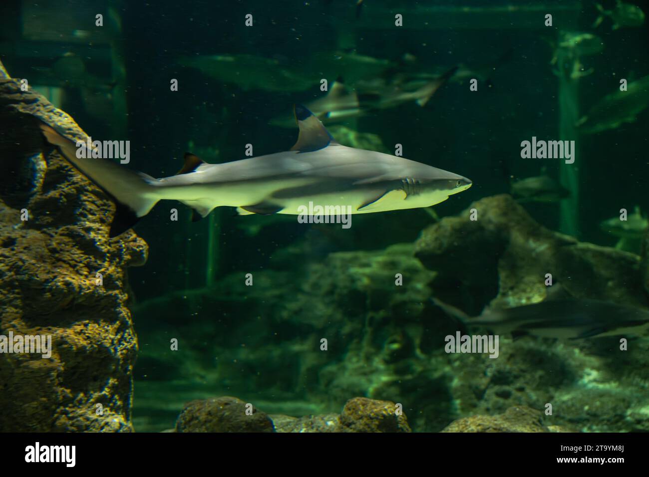 The tiger shark is a species of ground shark, and the only extant ...