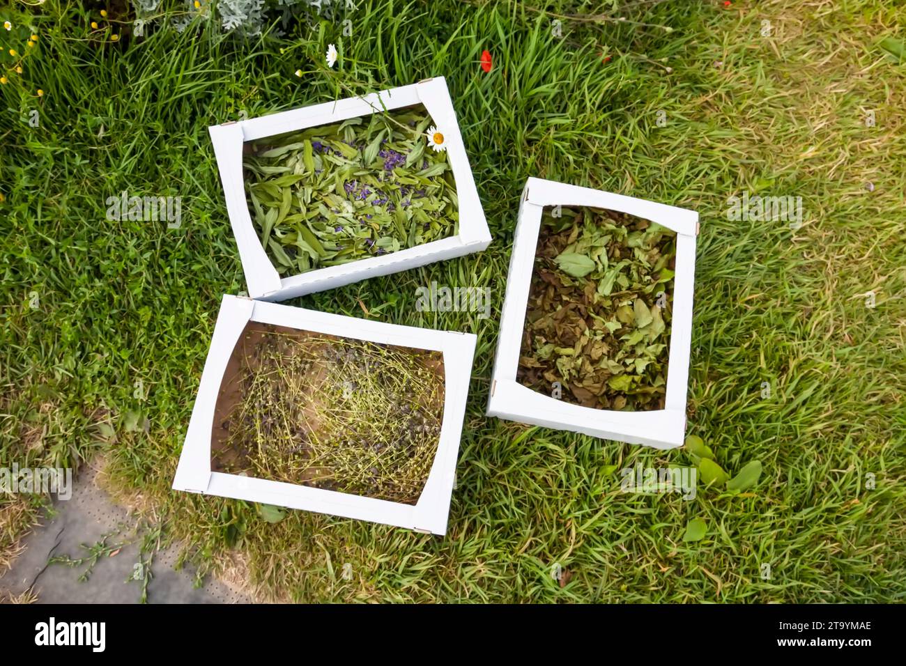 Medical herbs for herbal tea and homeopathic treatment. Drying plants ...