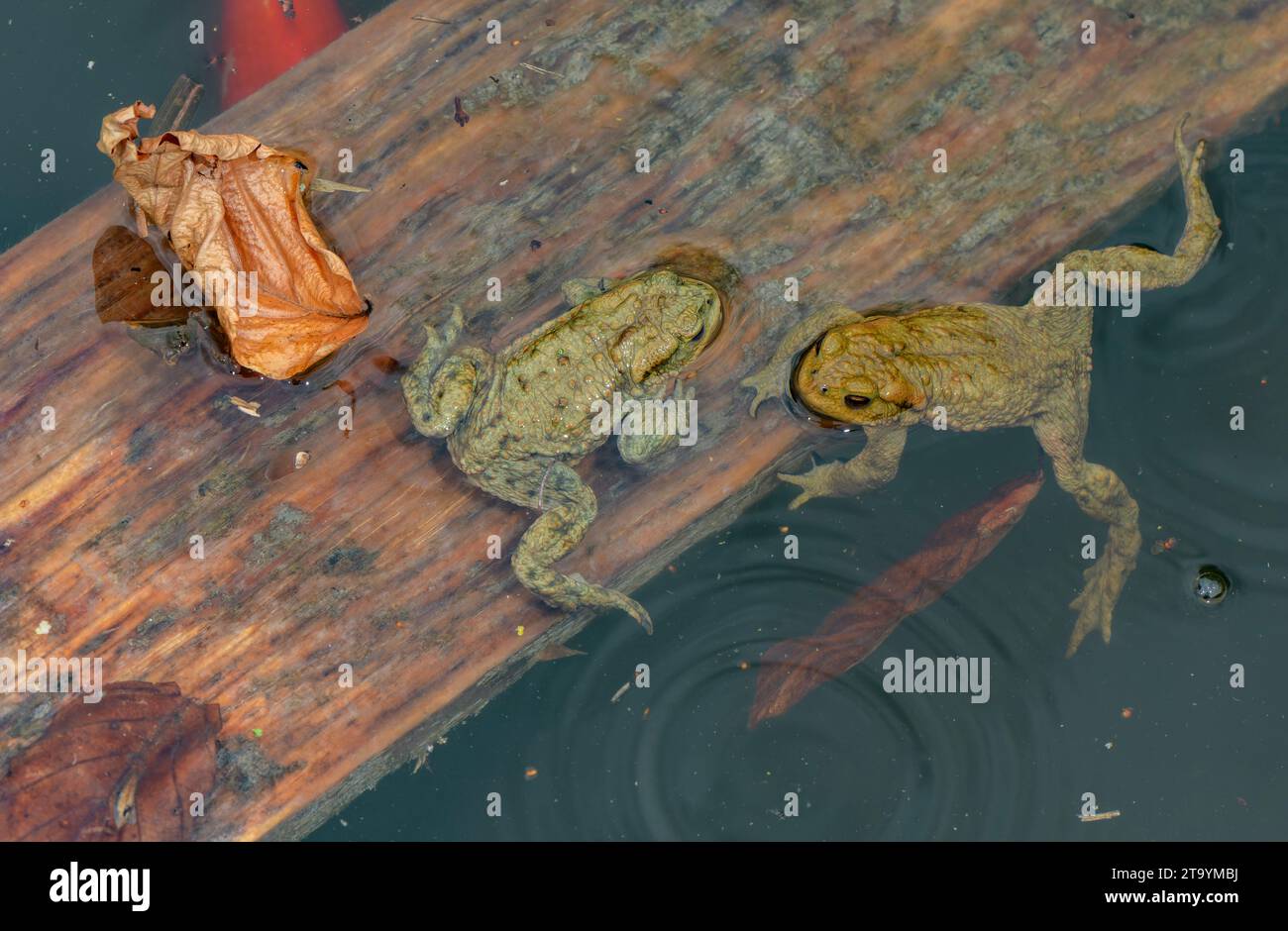 Common toads, Bufo bufo, in breeding pond, in spring, gathering around ...