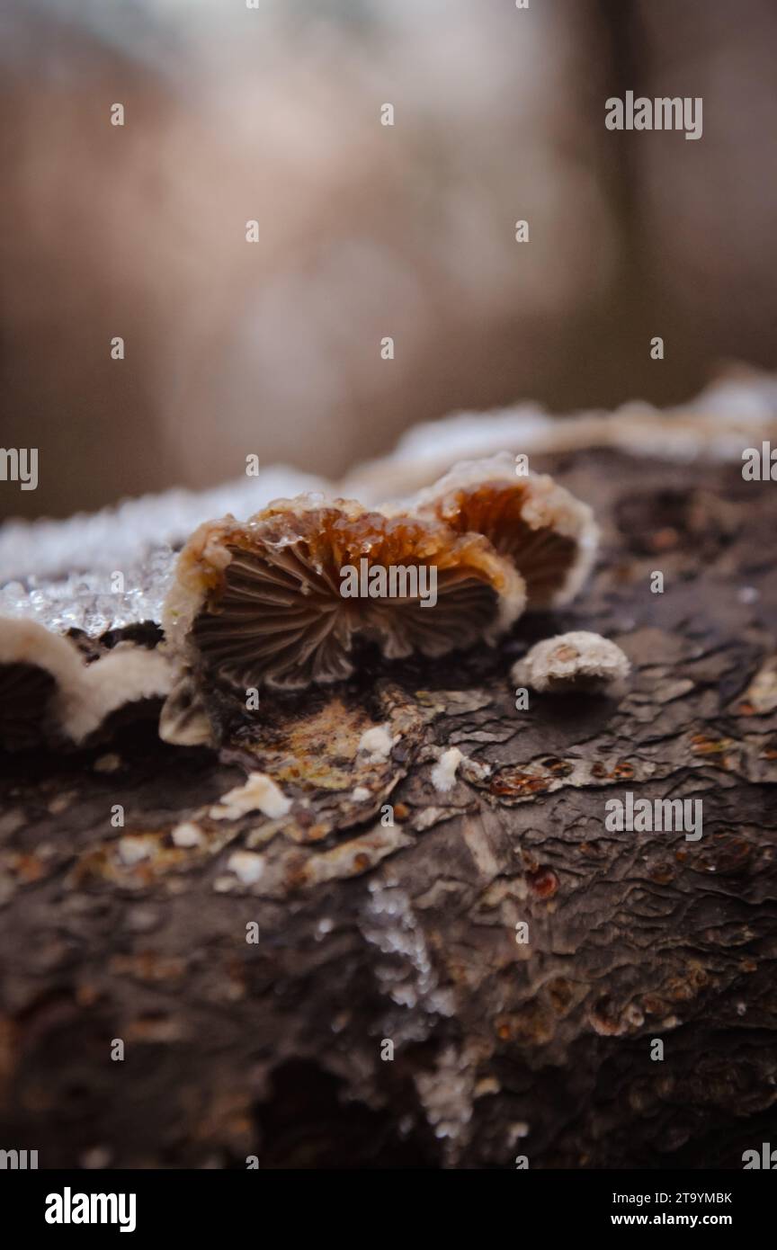 Fungus wallpaper hi-res stock photography and images - Alamy