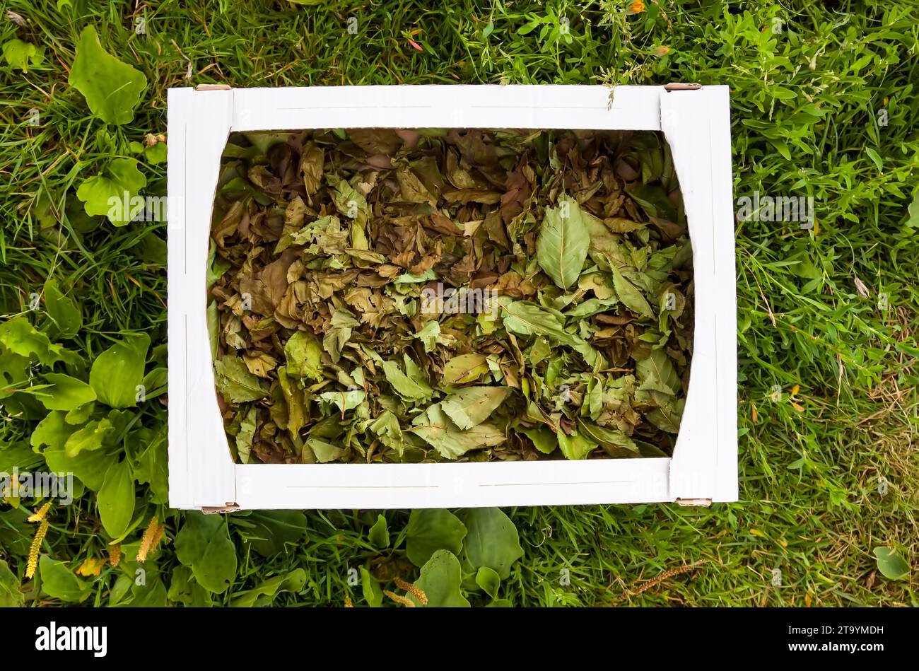 Medical herbs for herbal tea and homeopathic treatment. Drying plants ...