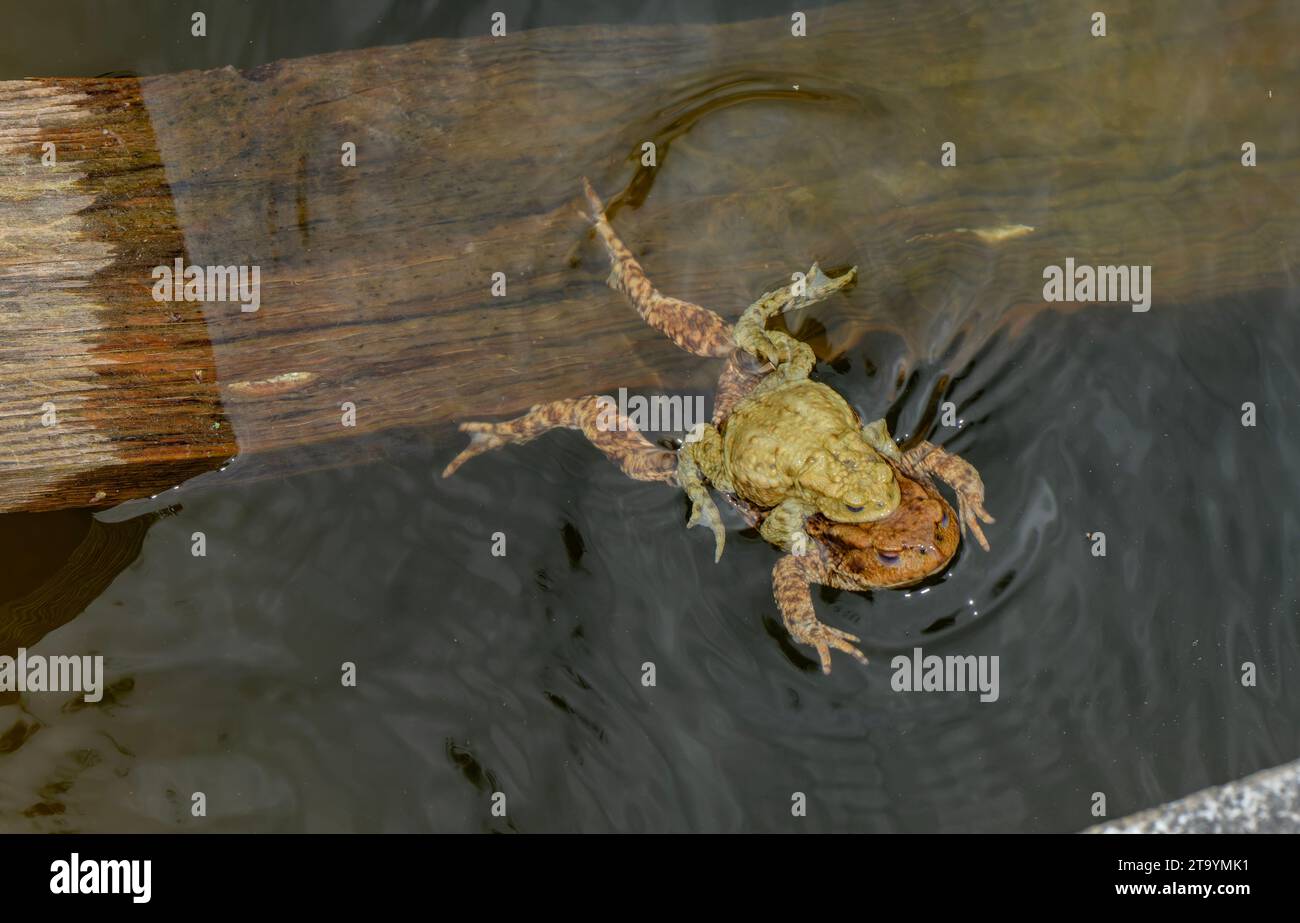 Common toads, Bufo bufo, in breeding pond, in spring, gathering around ...
