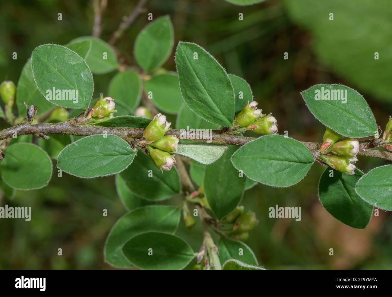 Common cotoneaster, Cotoneaster integerrimus in flower in spring ...
