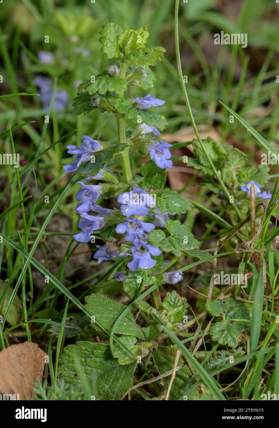 Ground Ivy, Glechoma hederacea, in flower in short grass Stock Photo ...