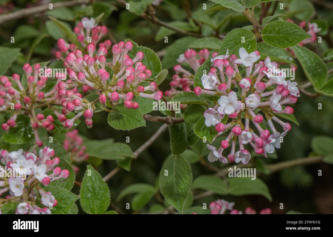 Cultivated Korean spice viburnum, Viburnum carlesii cv Aurora, in ...