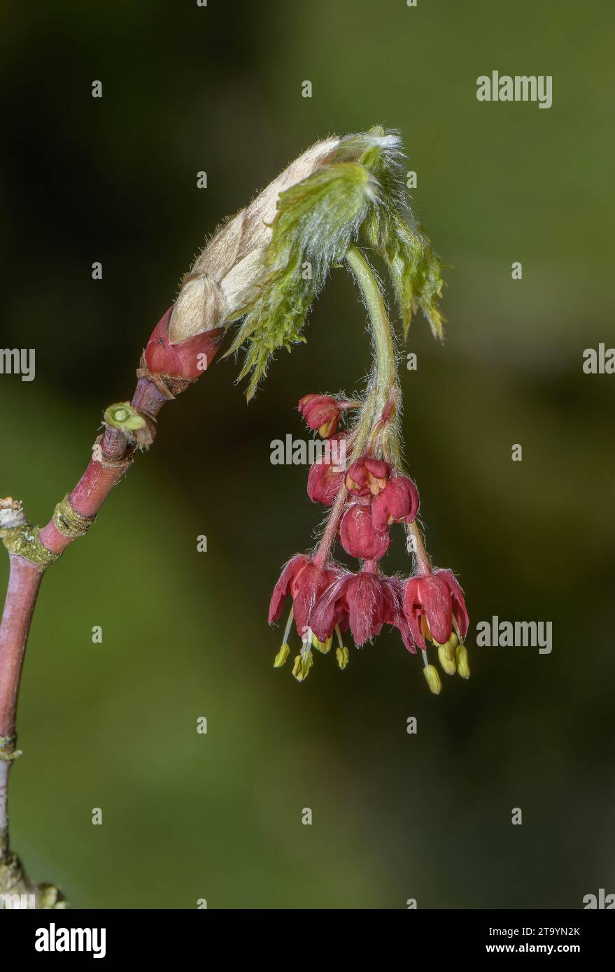 Fernleaf Fullmoon Maple, Acer japonicum ‘Aconitifolium’ coming into ...