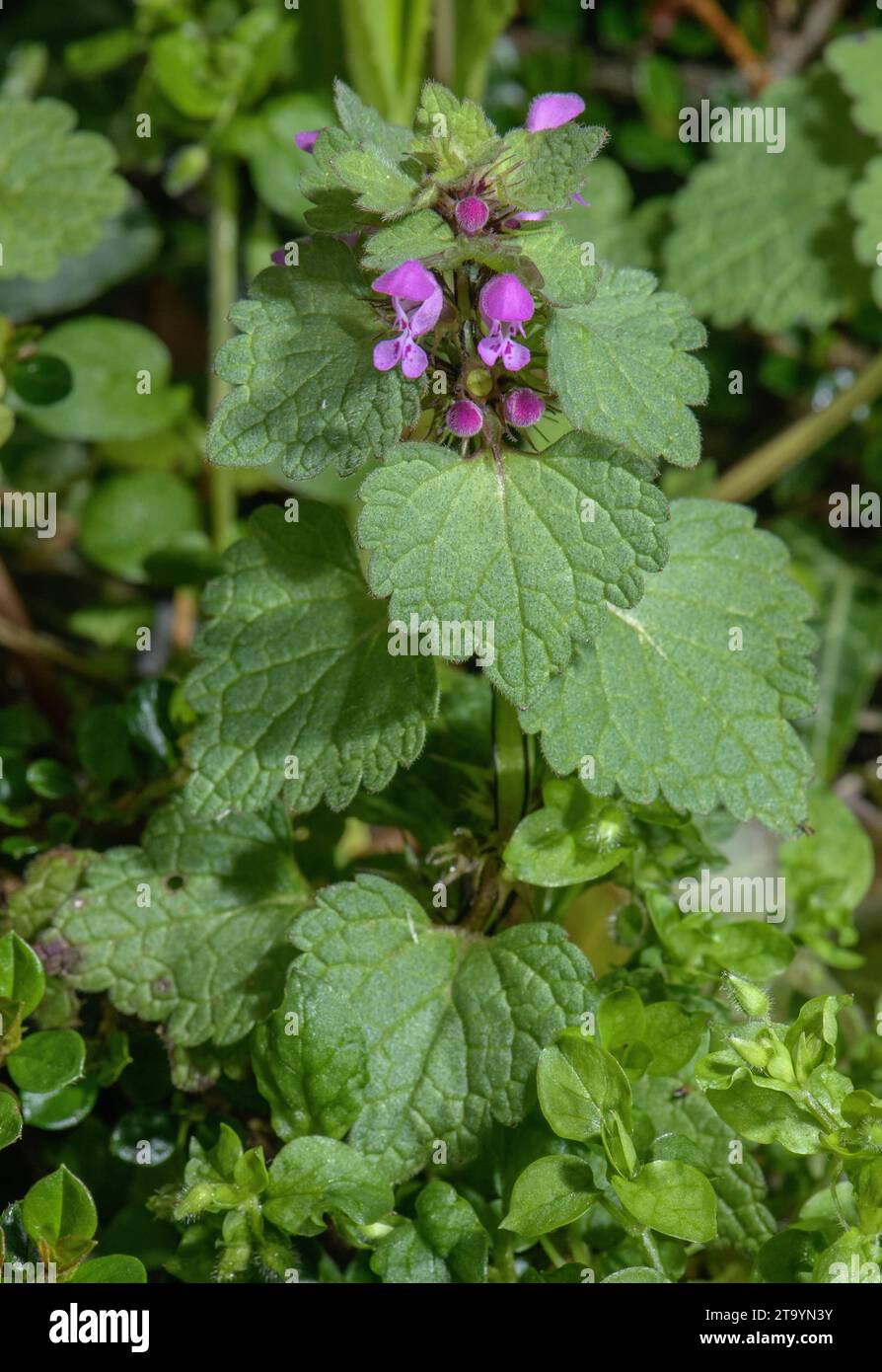 Red dead-nettle, Lamium purpureum, in flower in garden flower bed ...