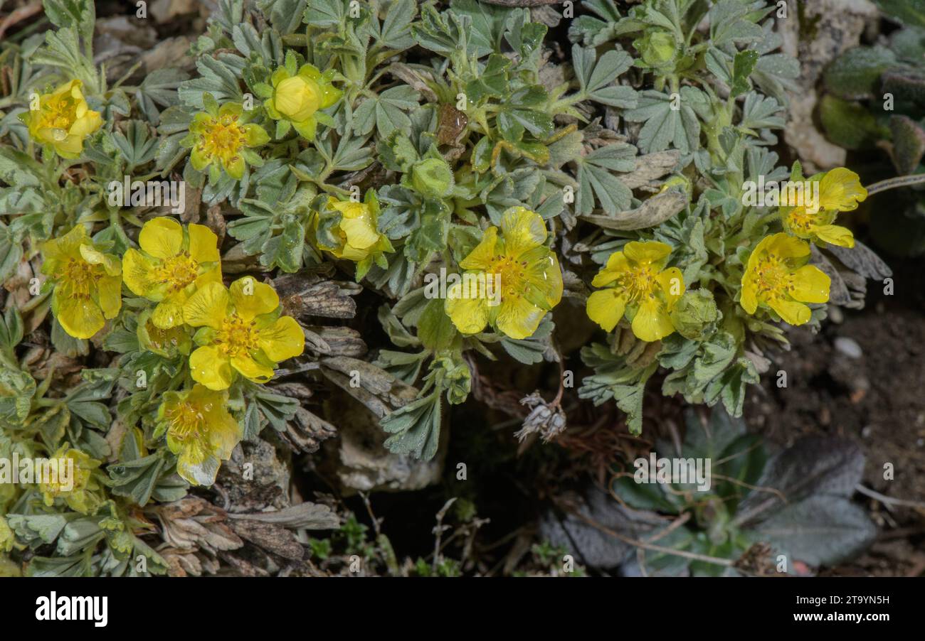 Potentilla pusilla hi-res stock photography and images - Alamy