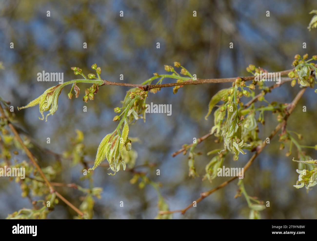 European nettle tree, Celtis australis, just coming into flower in ...