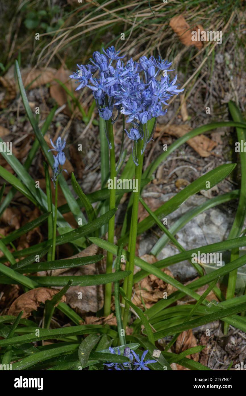 Italian Squill, Hyacinthoides italica in flower in spring, Provence ...