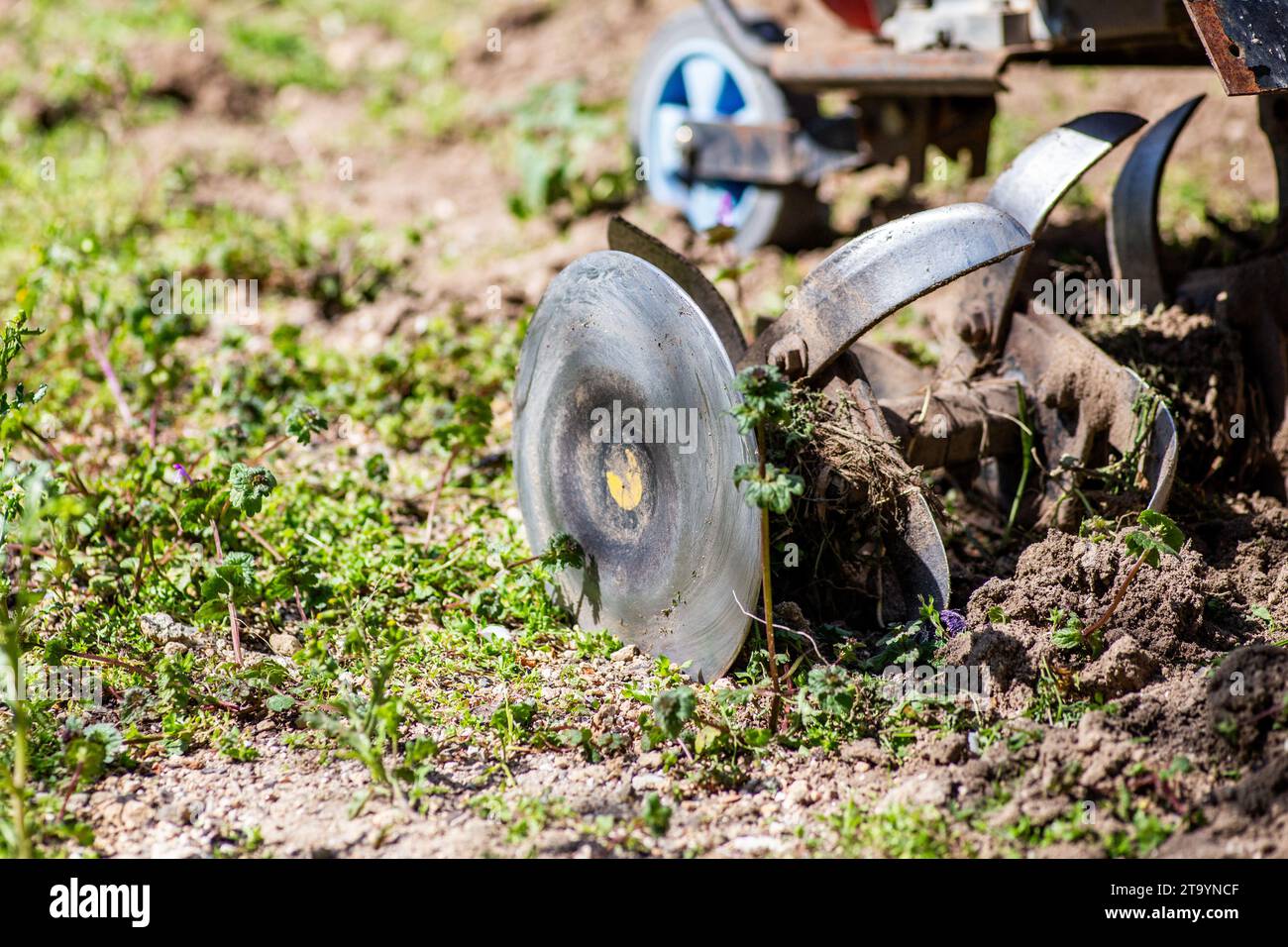 The old grubber with green background Stock Photo - Alamy