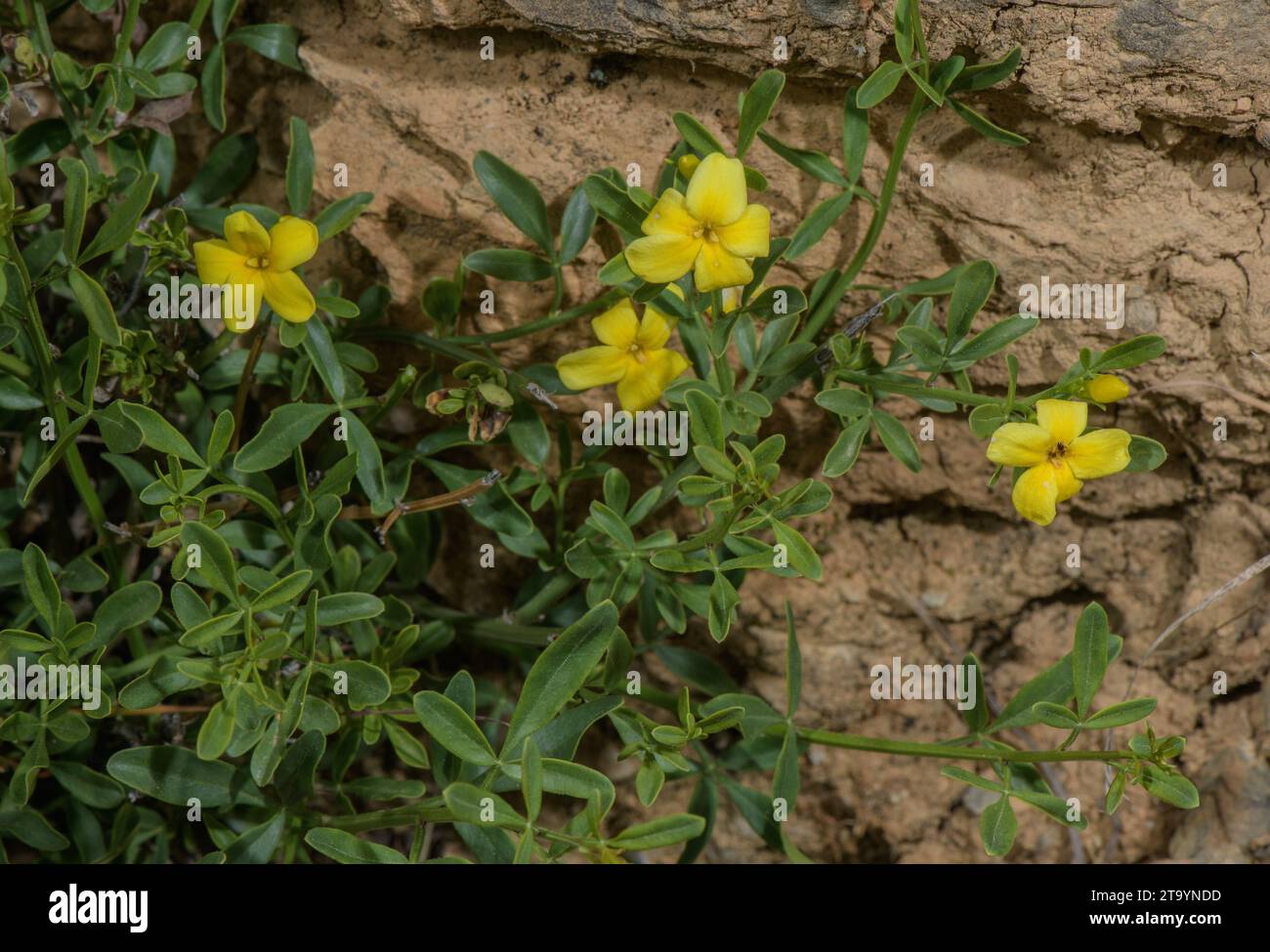 Wild Jasmine, Jasminum fruticans, in flower. Maritime Alps Stock Photo ...