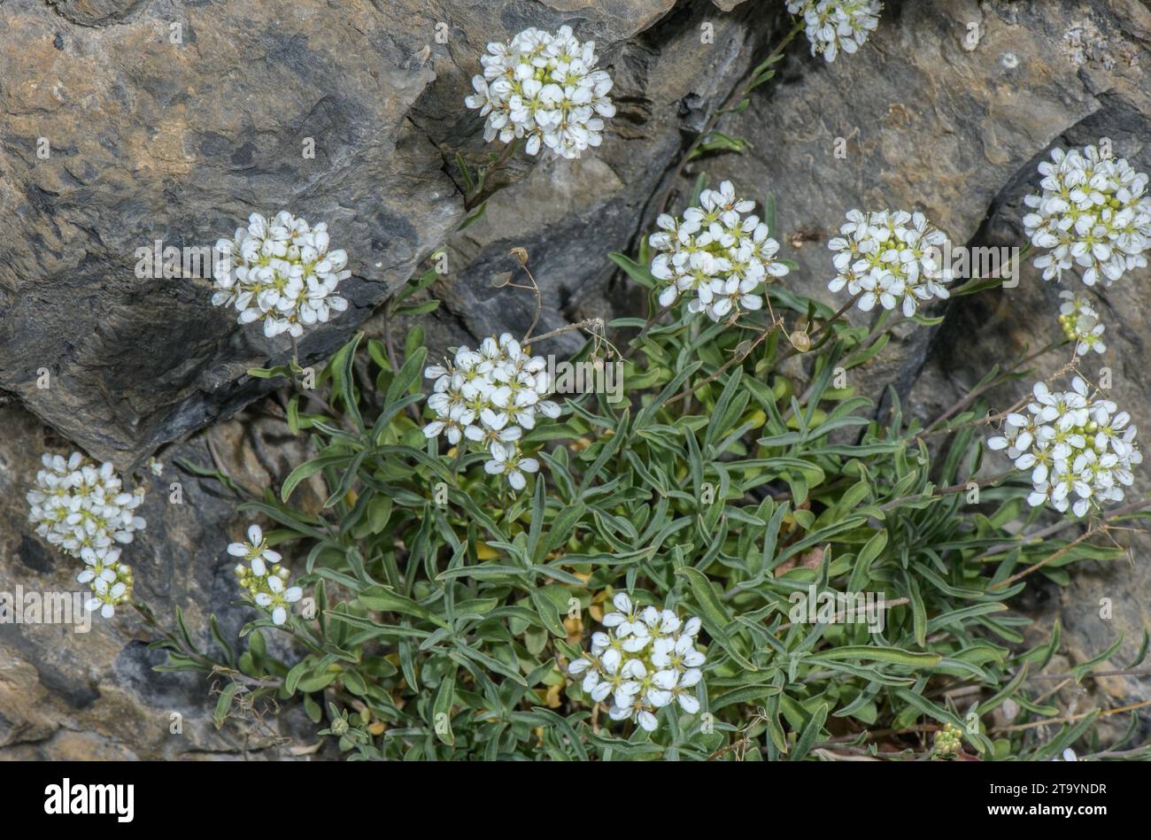 A shrubby Alison, Hormathophylla halimifolia, in flower on limestone ...
