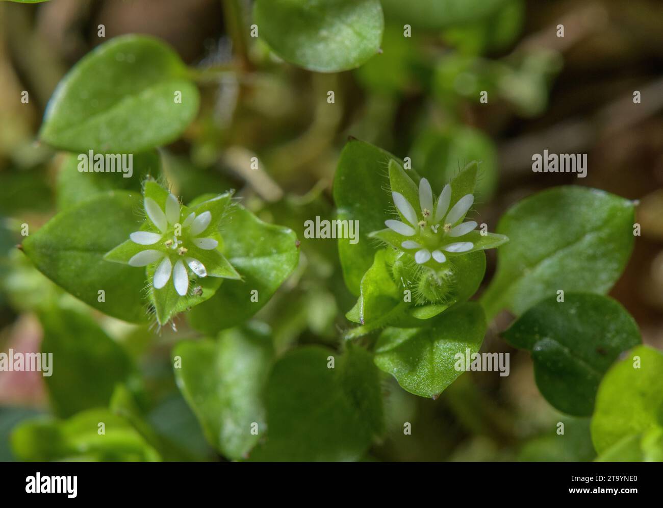 Common Chickweed, Stellaria media, in flower in woodland, spring Stock ...
