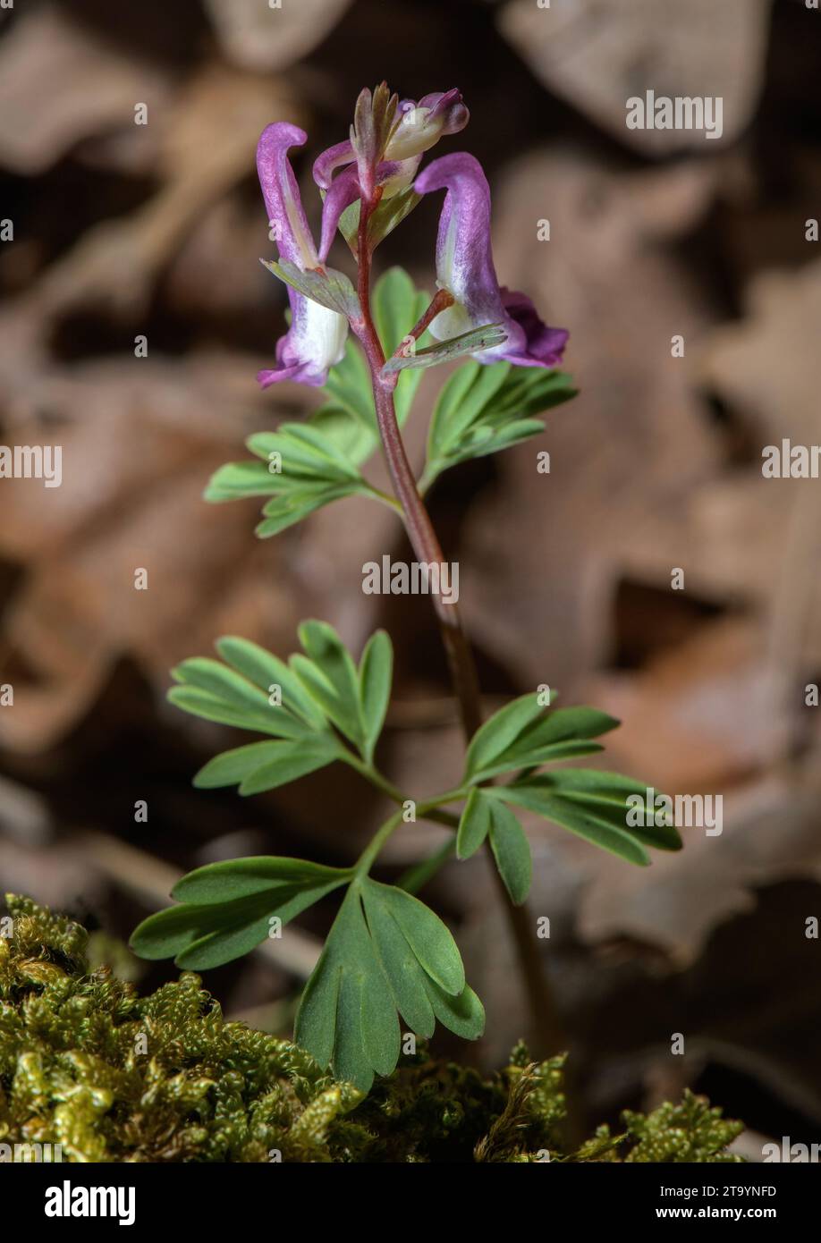 ‘corydalis solida spring flowering hi-res stock photography and images ...
