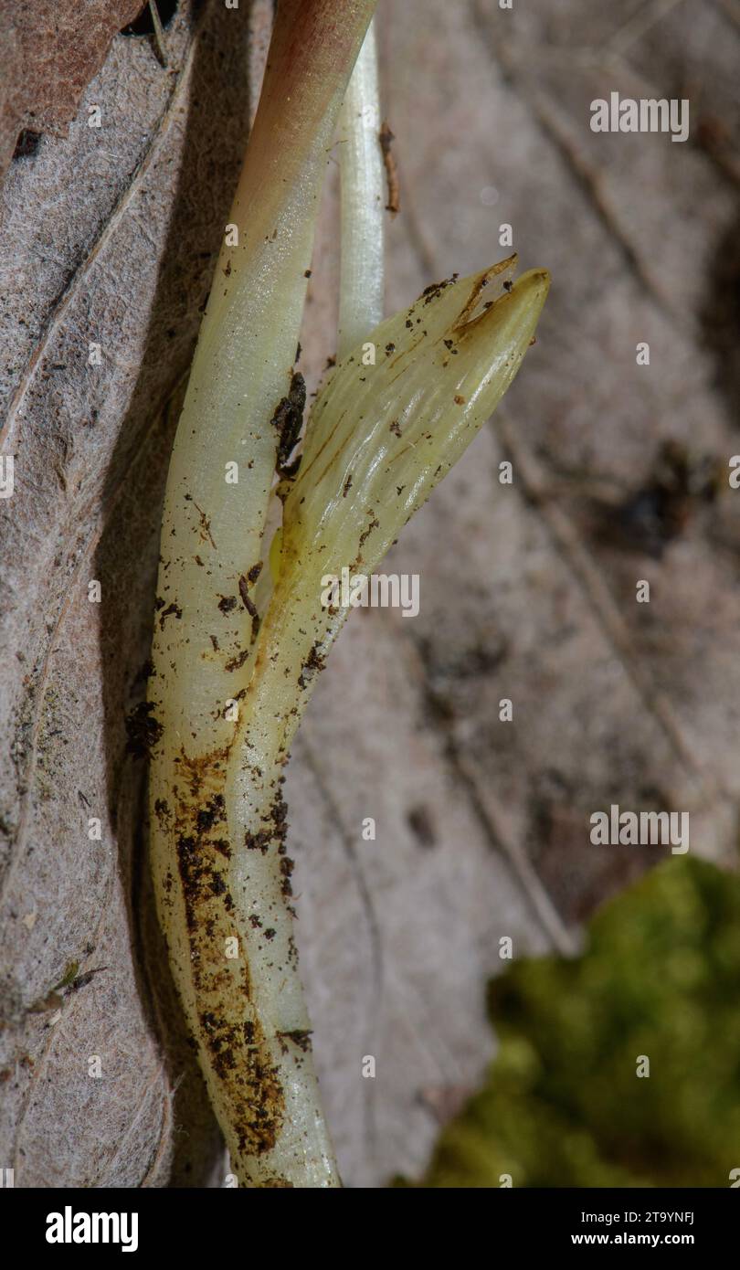 Solid-tubered Corydalis, Corydalis solida - basal stem bract Stock ...
